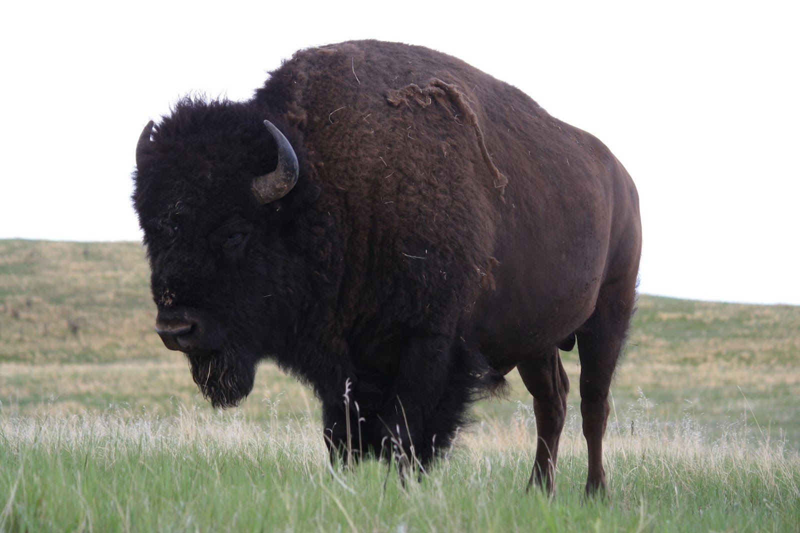 More Stars in Comanche: Buffalo of the Great Plains