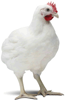 МарМис Зоомагазин: КОББ-500 (COBB-500), РОСС-308 (ROSS-308), РОСС-708 ...