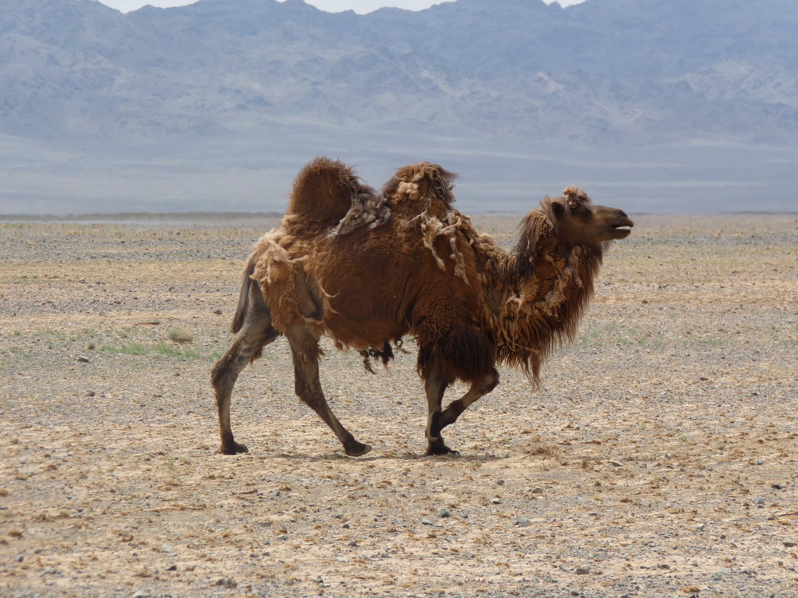 la sand et le guim's en asie: Desert de Gobi
