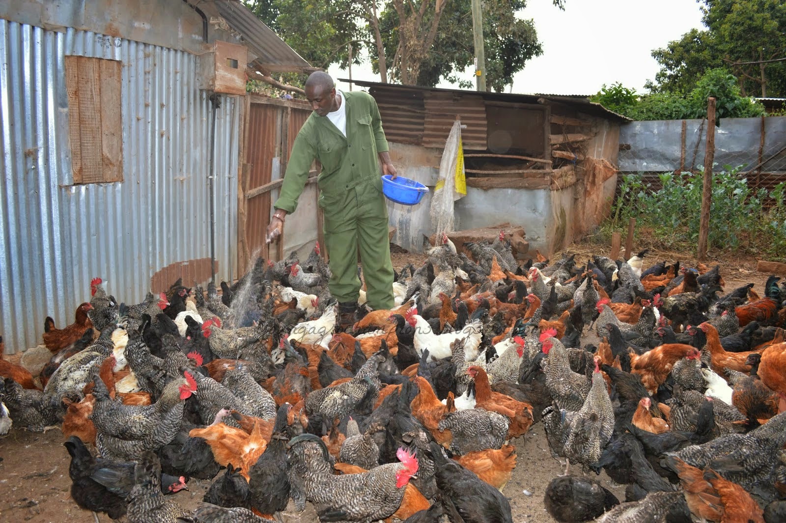 Young Champions in Agribusiness