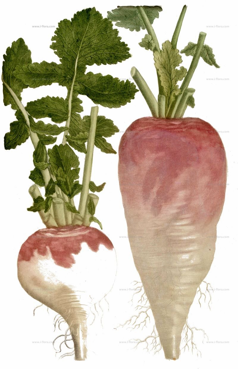 Bonsai Natal: Nabo - Brassica rapa L.