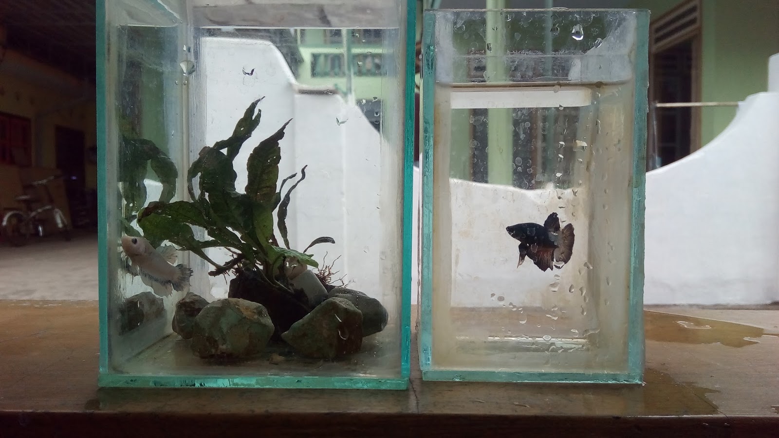 Aquascape Ikan Cupang - Info Seputar Cupang