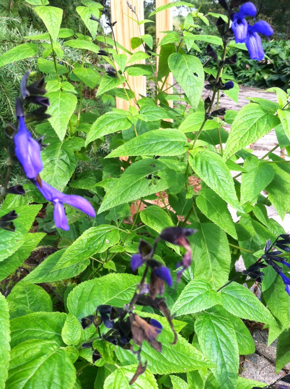 WashingtonGardener: Salvia 'Black and Blue': You Can Grow That!