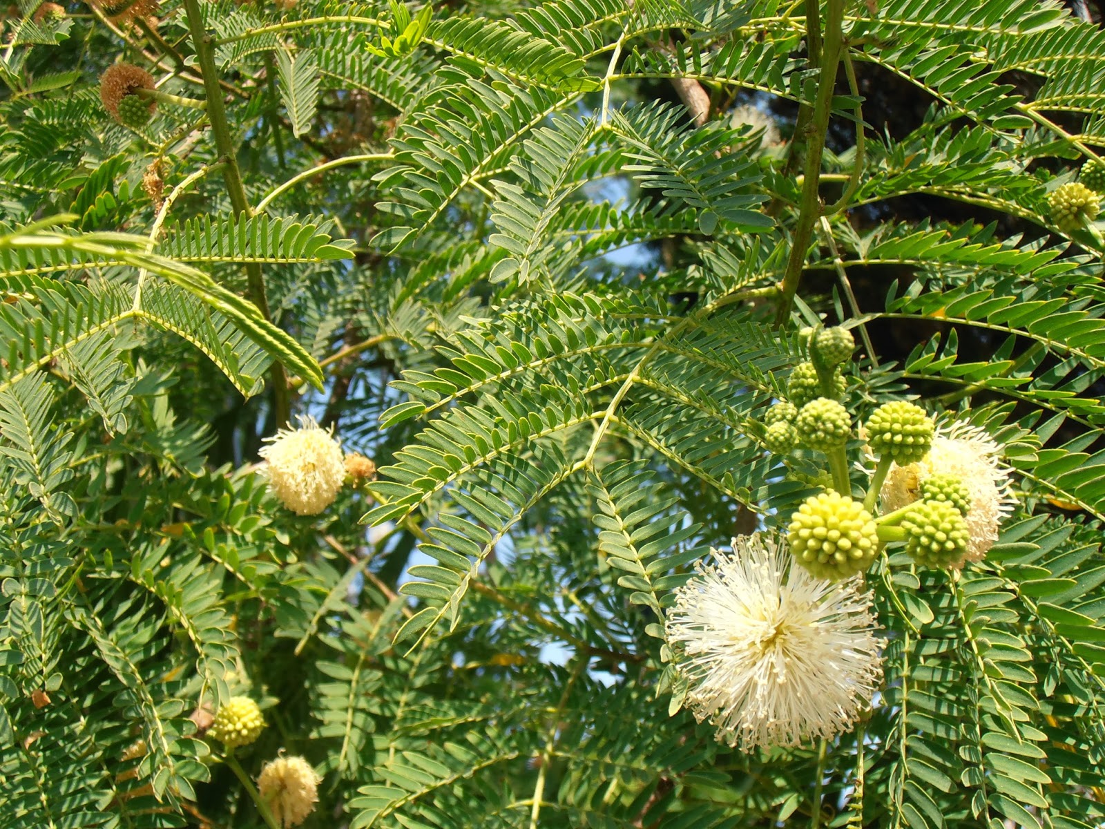 LEUCAENA: Leucaena leucocephala | Plantas rioMoros