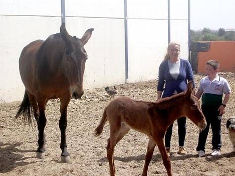 El milagroso parto de la mula (España)