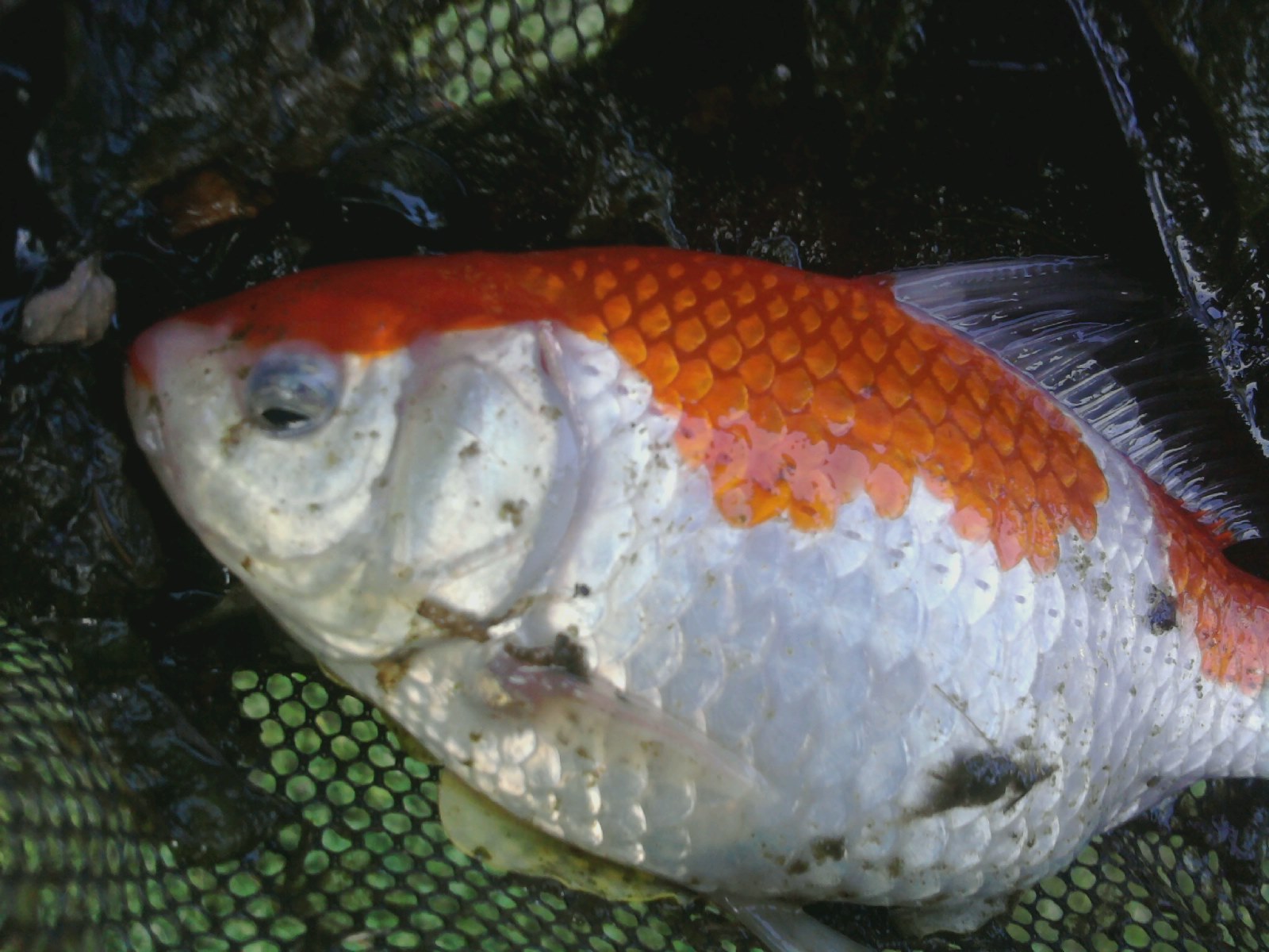 The Carpetbagger: Fishzilla