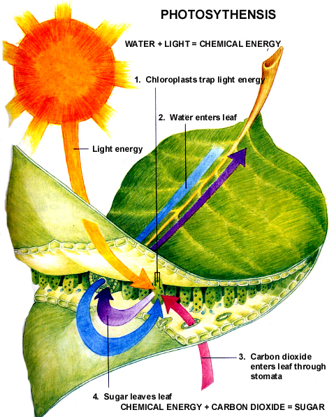 Let's Learn Photosynthesis: Leaf Anatomy