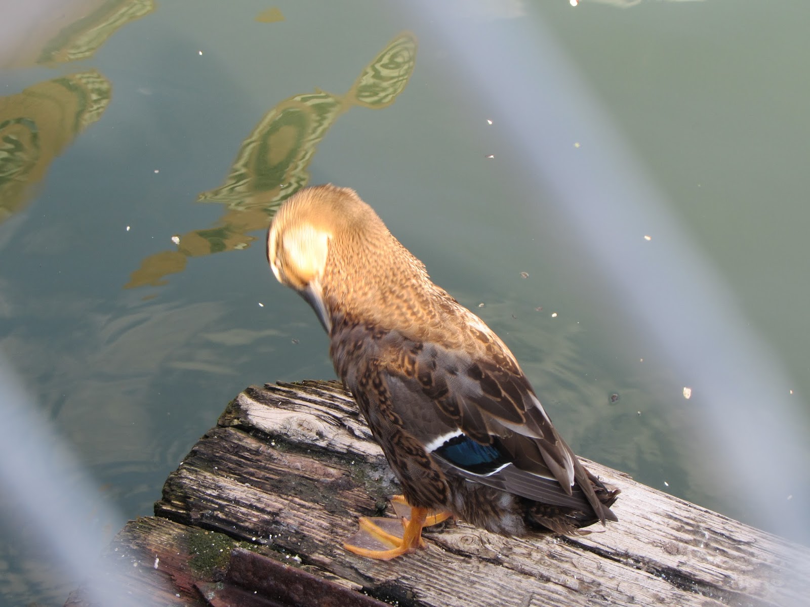 The New York Squirrel: The Lame Duck