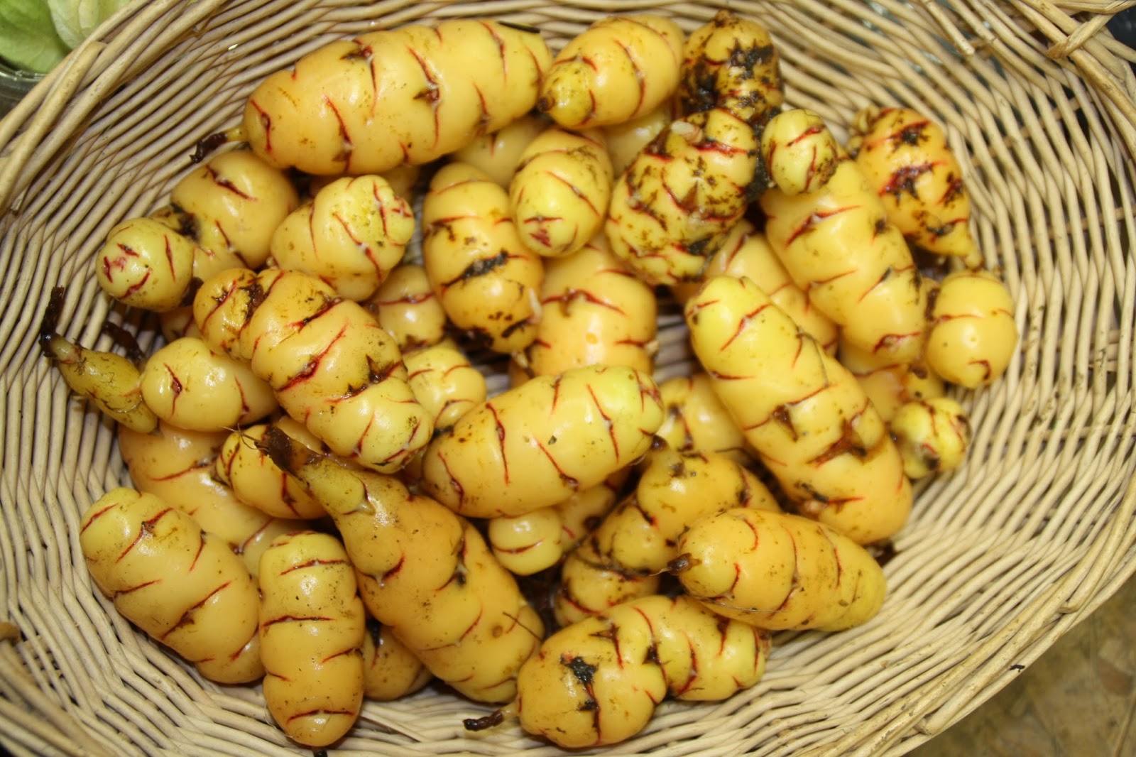 Bosavern Community Farm: Oca