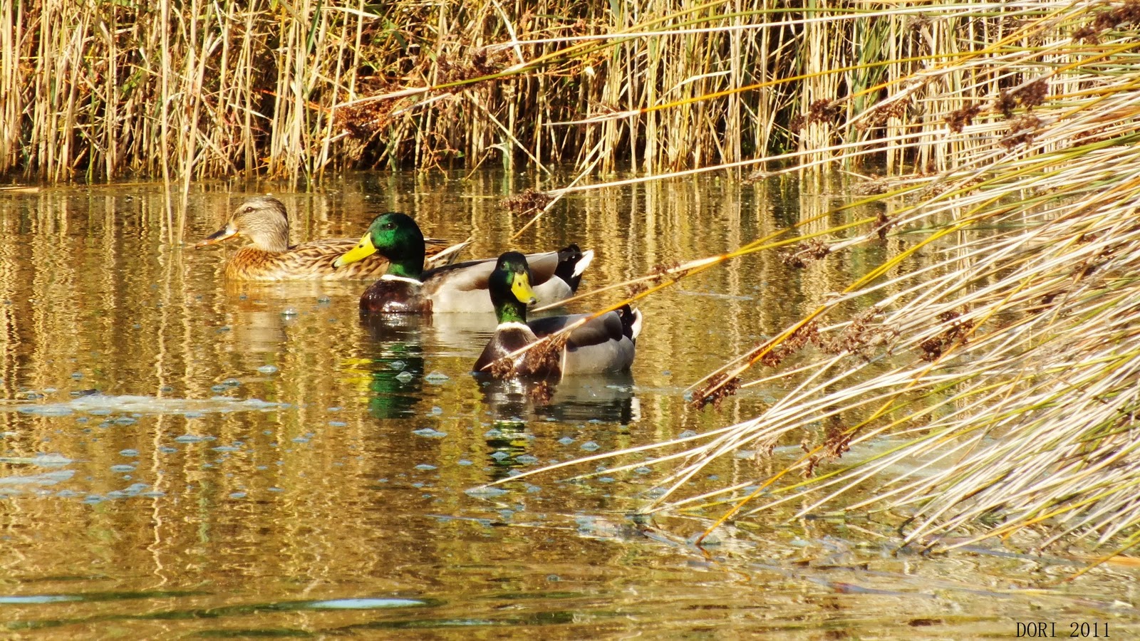 Pasea Menorca: Vida animal en Son Bou