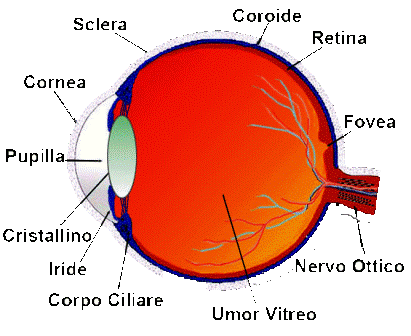 Scopriamo il Corpo Umano: marzo 2013