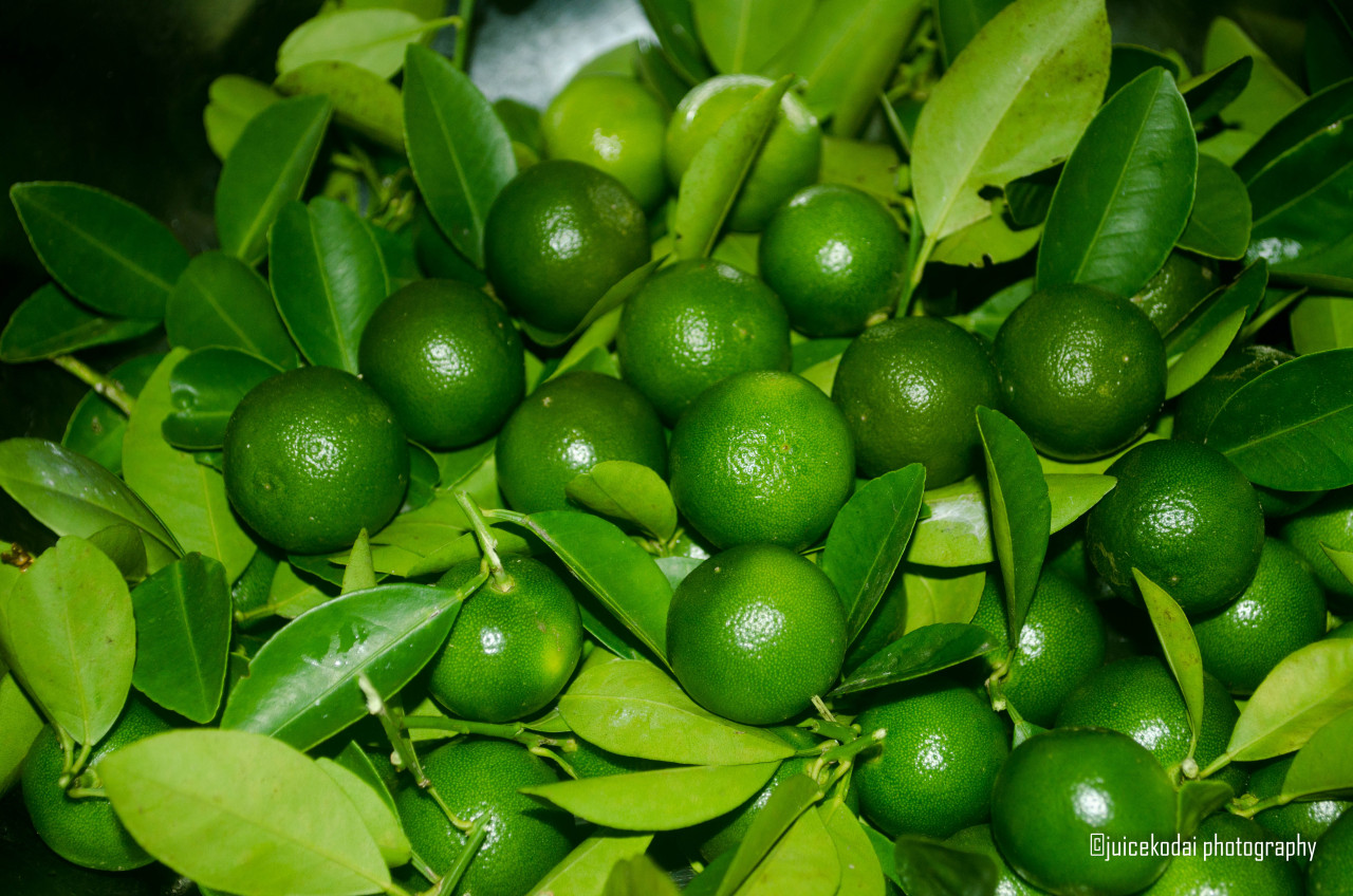 calamansi scientific name - philippin news collections