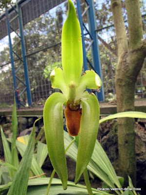 Ricardo's Blog, : Lycaste gigantea also known as Ida grandis and ...