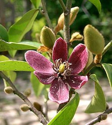 COOKING-VARIETIES : FOOD AND HEALTH BENEFITS: MAGNOLIA HERB TEA ...