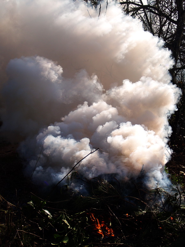 Verde y Cordial: Humo