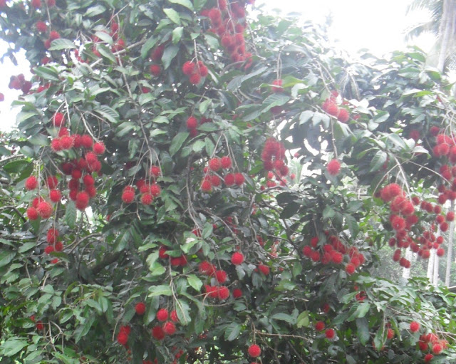 MY TRIPS: Malwana Rambutan in Tree