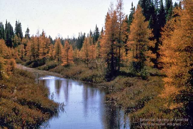 Paisajes del mundo : Taiga - Canadá