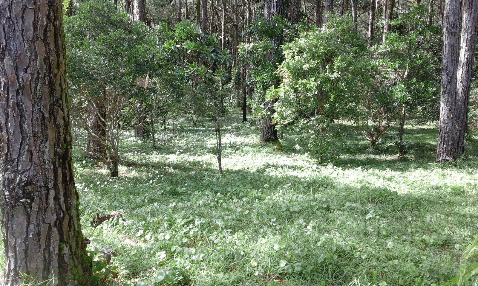 FORESTRY IN MAURITIUS: SOPHIE NATURE WALK