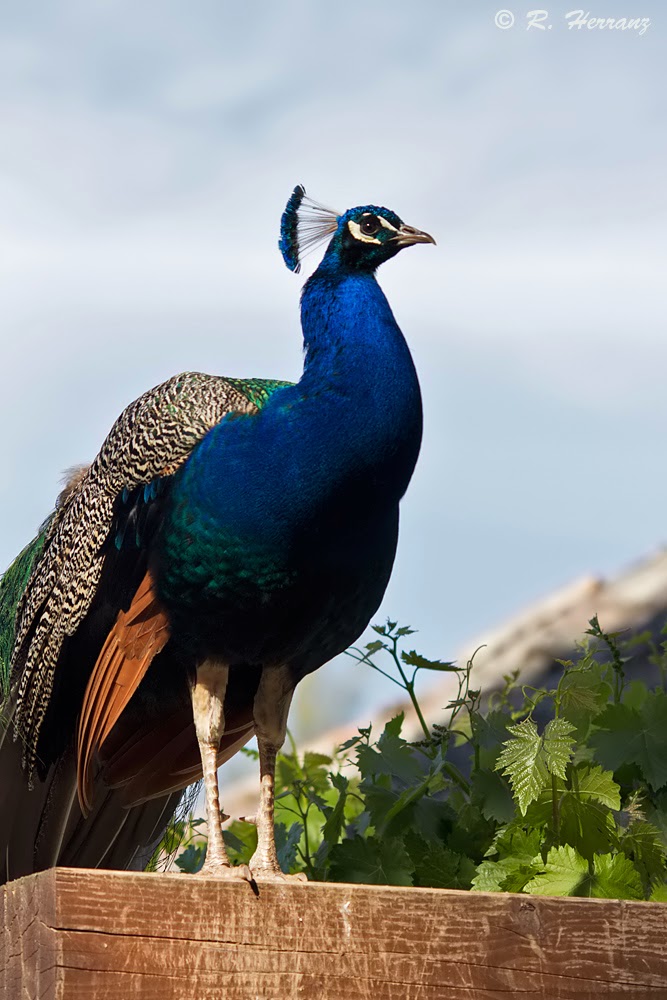 fotosricardo-h: PAVO REAL III - Indian Peafowl or Blue Peafowl III