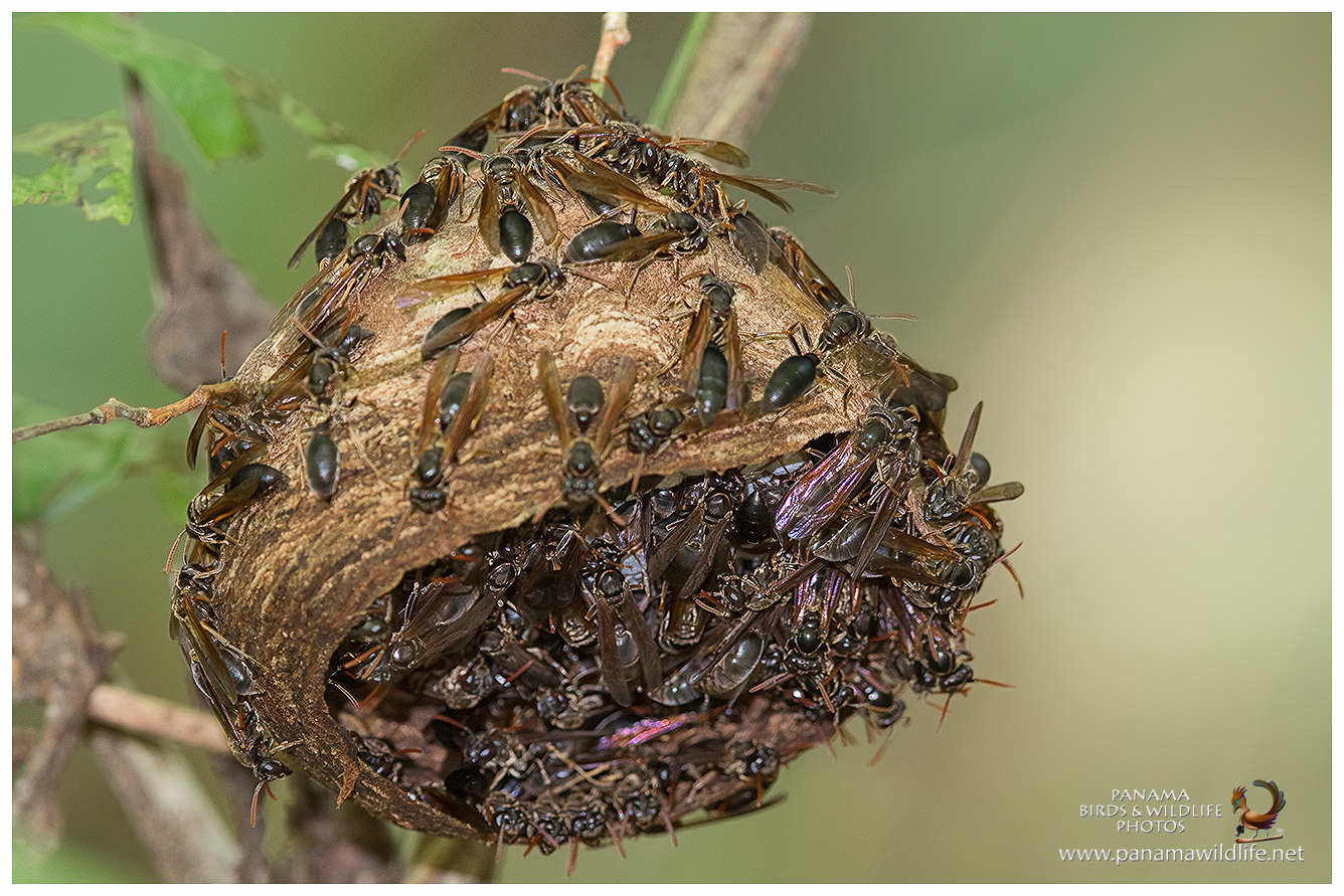 Pipeline Road and surroundings - the best place for Panama Birds ...