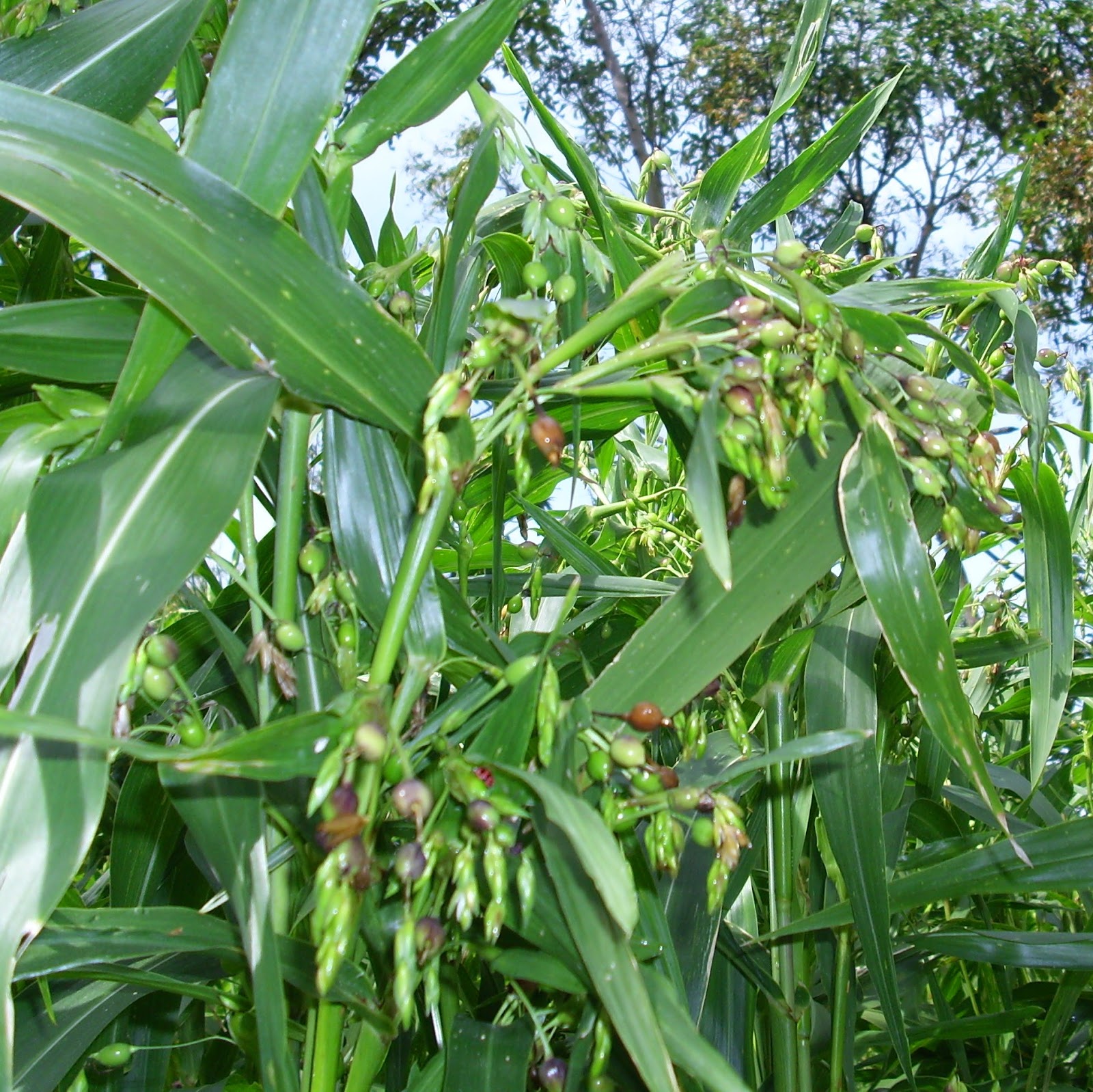 Hanjeli, Jali-jali atau Jawawut adalah tanaman yang jadi nama Pulau ...