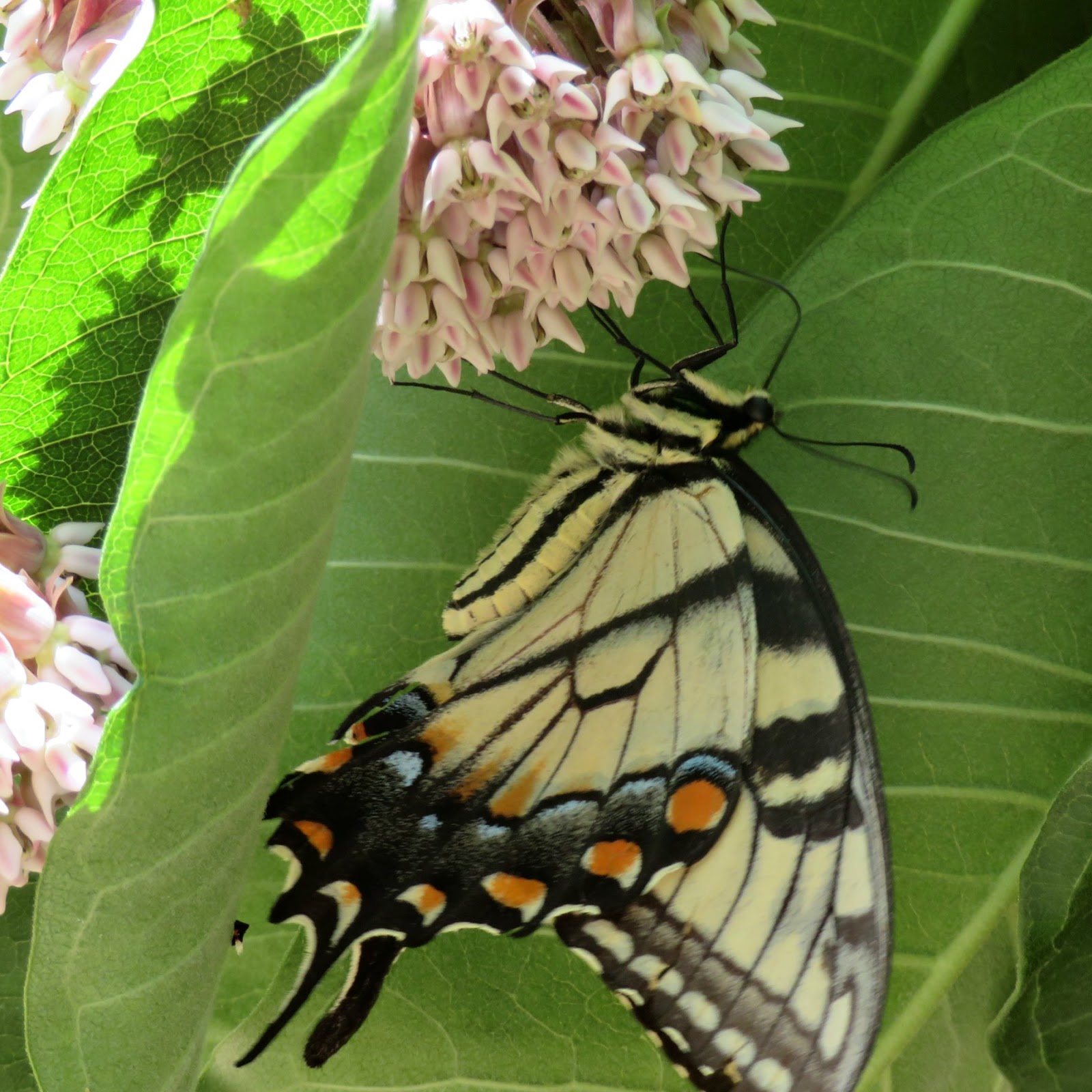 Using Georgia Native Plants: Eastern Tiger Swallowtail – Georgia State ...