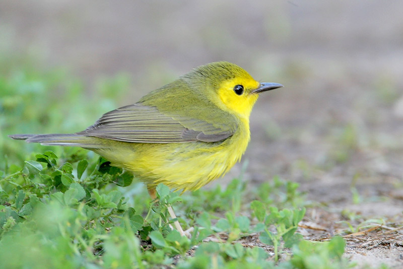 Beak of the Week - Hooded Warbler