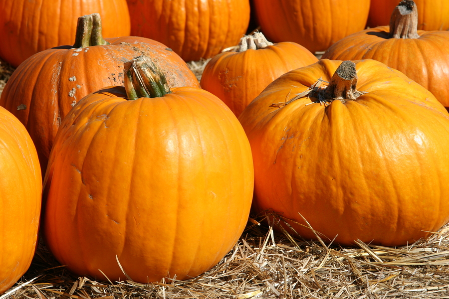 Real Estate at Lake of the Ozarks: Pumpkin Patches Near Lake of the Ozarks
