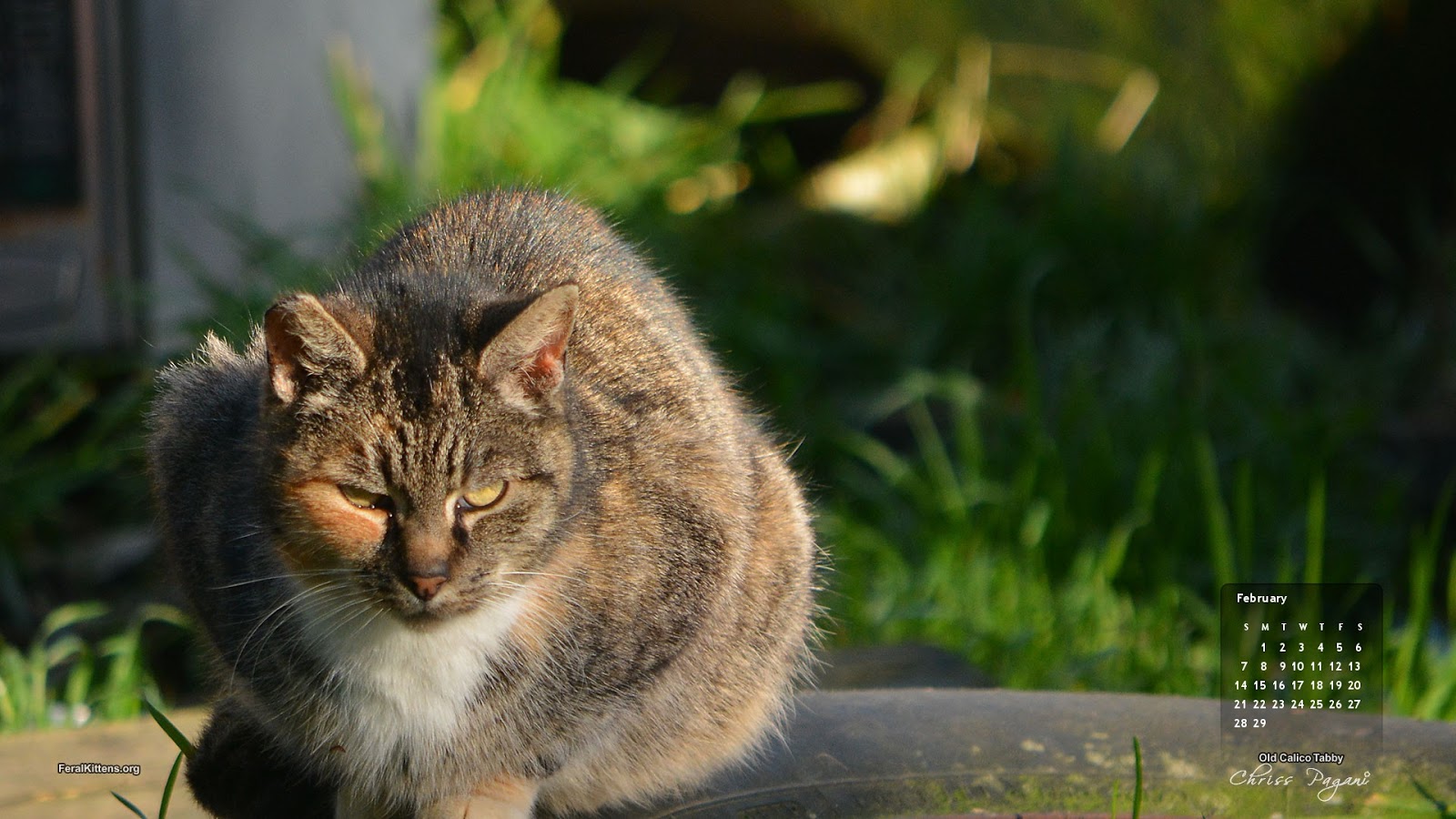 February Cat of the Month Wallpaper - Old Calico