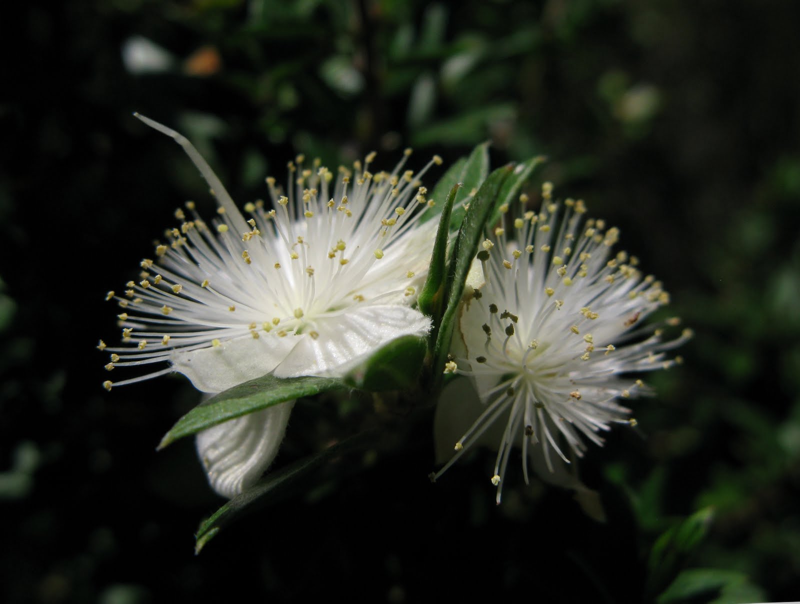 Flores y Palabras: Mirto