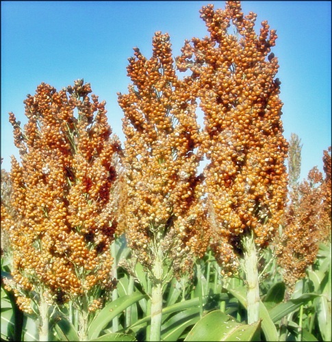 Jenis-Jenis Varietas Sorgum (Sorghum spp) | SeputarPertanian.Com