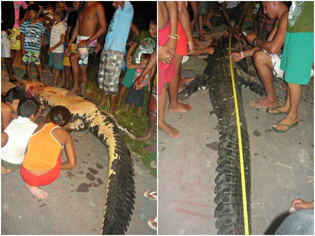O GRITO DO BICHO: Jacaré de 3,5 metros apanha até a morte em cidade do ...