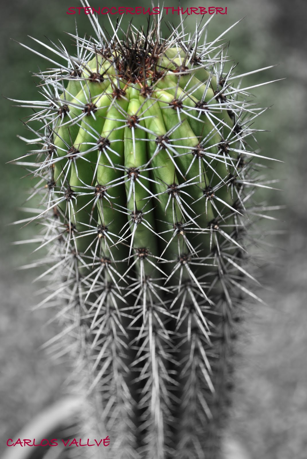 LOS CACTUS Y SUCULENTAS DE CARLOS