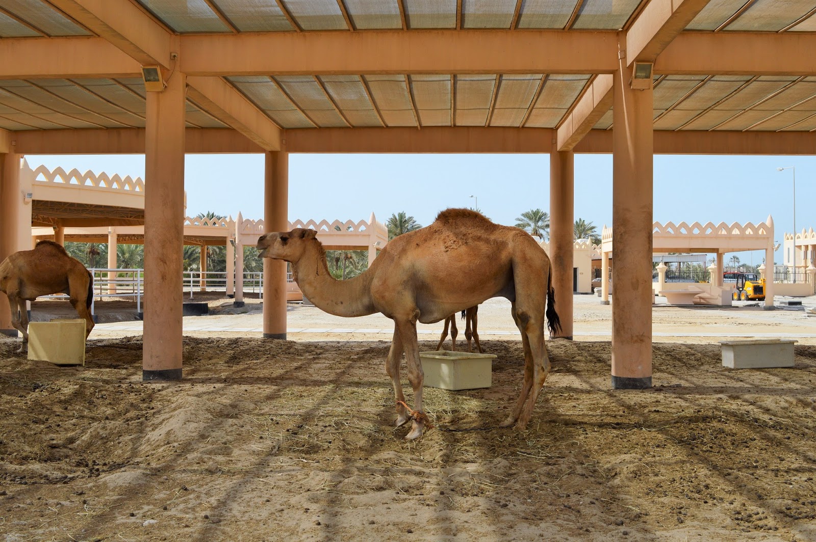 Pop Culture Middle East