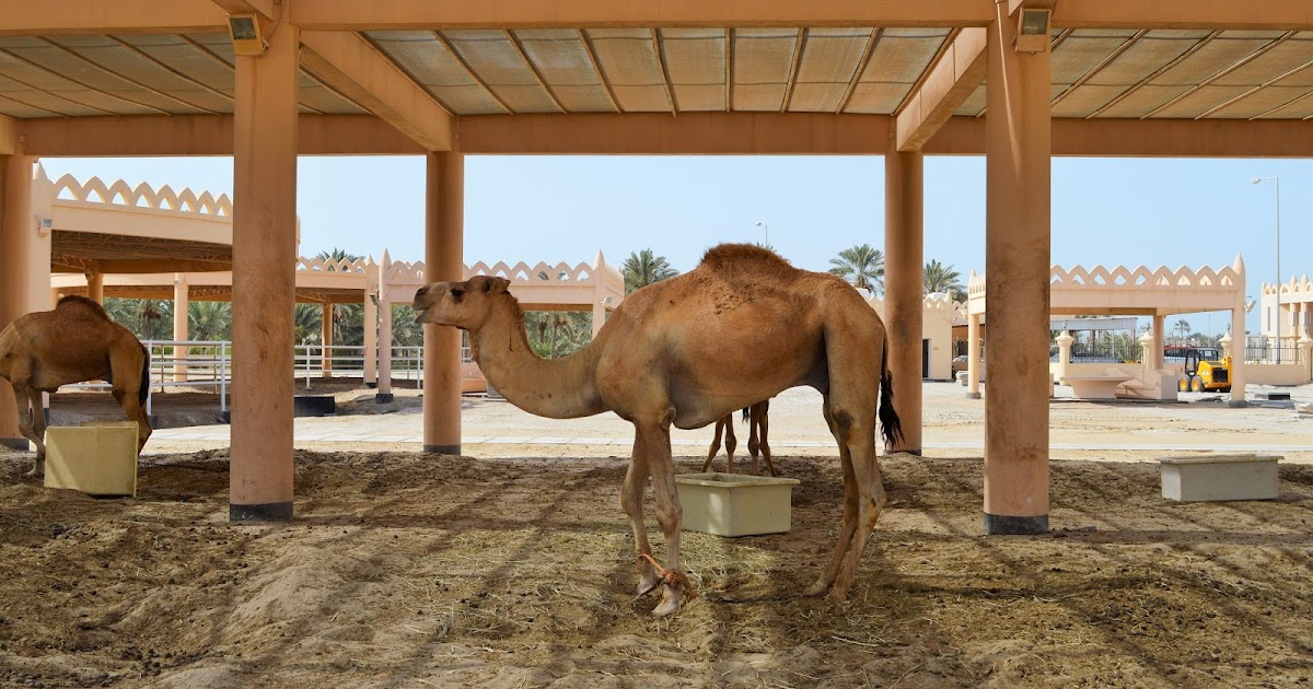 Pop Culture Middle East: Visit camels at Bahrain's Royal Camel Farm
