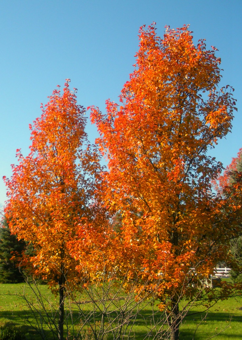 The Nest at Finch Rest: Autumn Trees in Backyard
