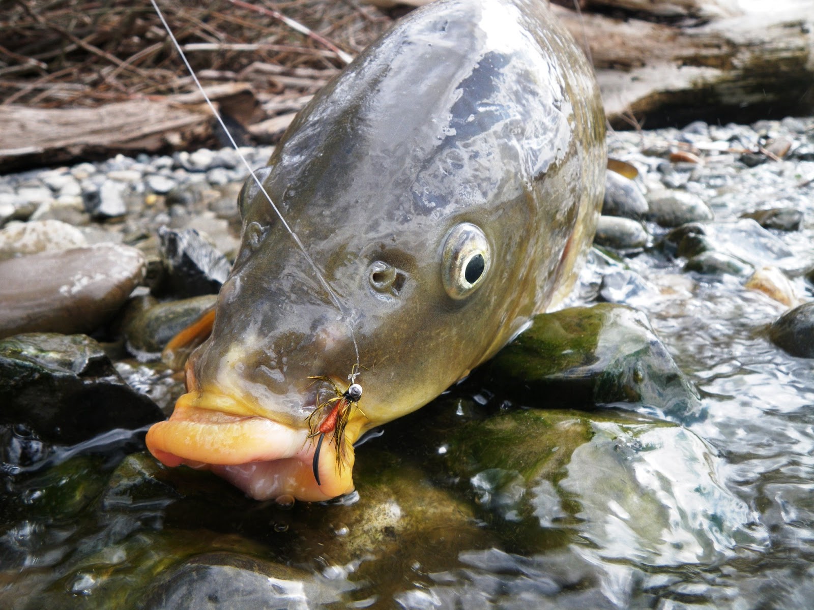 Got Backing? (Formerly Known as Mr. P.'s Blog): Carp Parts--Mouths and Lips