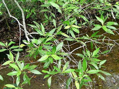 BIRAWA CLUB: MANGROVE MUARAGEMBONG