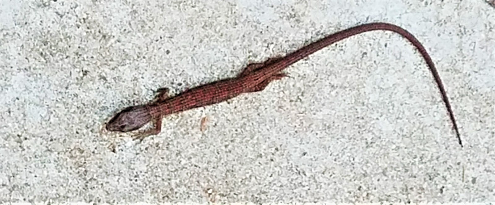 foziewisp: Long Lean Lizard