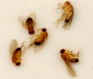 Blog des SVTU: TP : Méiose et recombinaisons génétiques, mise en évidence chez la drosophile.