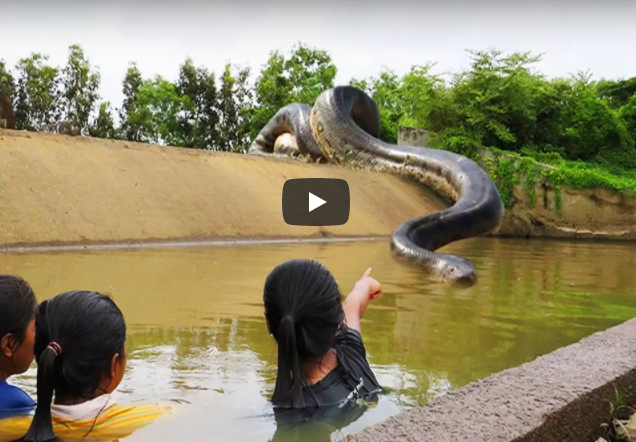 Three Sisters Catch Big Snake At Canal While Swimming - How To Catch ...