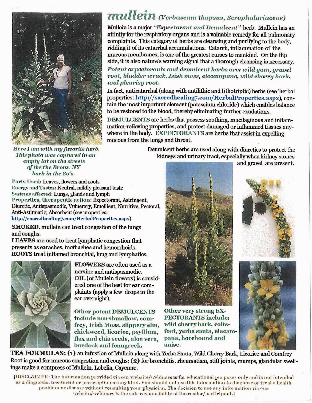 Herbs are Nature's Medicine: MULLEIN: One of My Top 10 Herbs