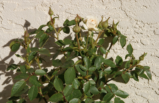 Organic Garden Dreams: February Roses