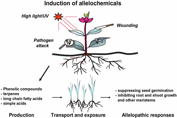 What is Allelopathy?