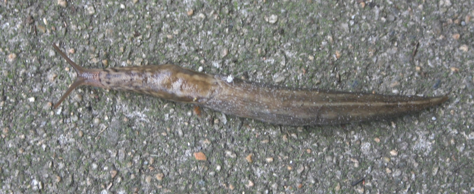 My Temple of Nature: Slug Slime