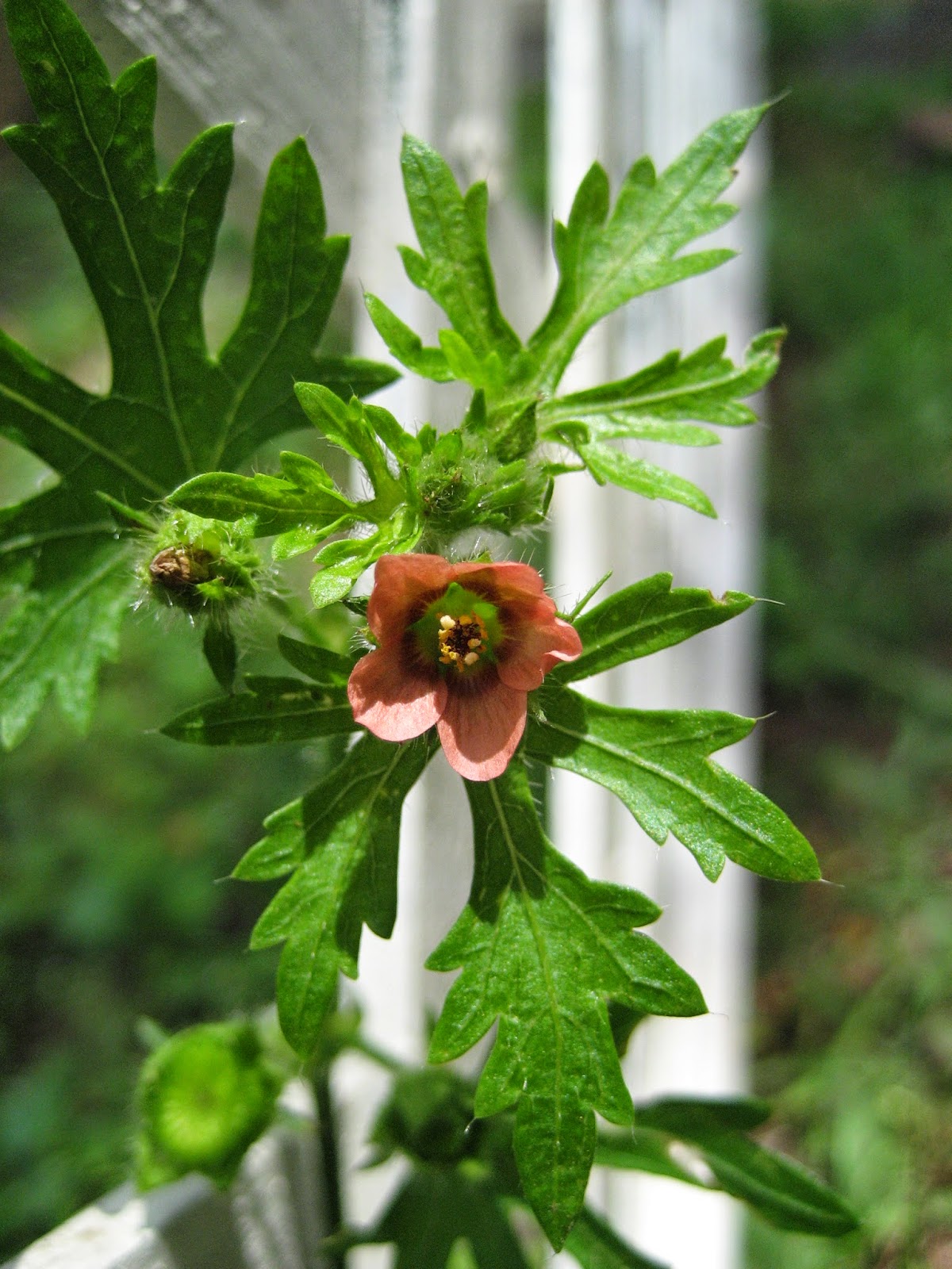 Discovering His Creation: Carolina Bristle Mallow (Modiola Caroliniana)