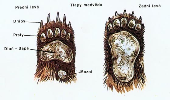 Medvědovití: Znaky