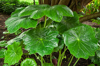 Linda Cochran's Garden: Podophyllums