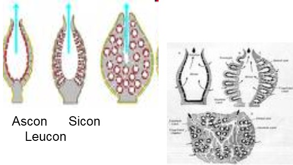 Pengertian, Ciri-Ciri, dan Contoh Filum Porifera Beserta Klasifikasi ...