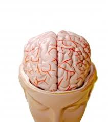 Tentang Otak Kanan dan Otak Kiri | Interaksi Manusia dan Komputer